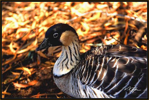 Nene Goose Hawaii – Hawaiipictures.com