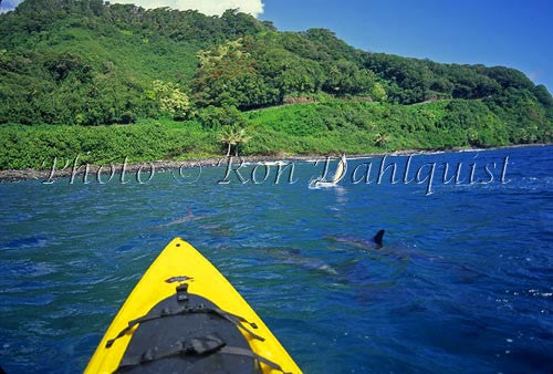 Kayaking with spinner dolphins, Hanamanu, Maui, Hawaii Picture ...