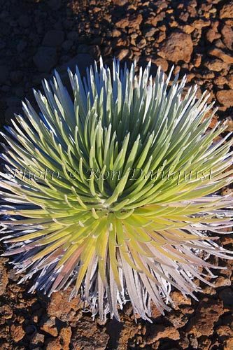 Silversword plant, Haleakala National Park, Maui, Hawaii Picture ...